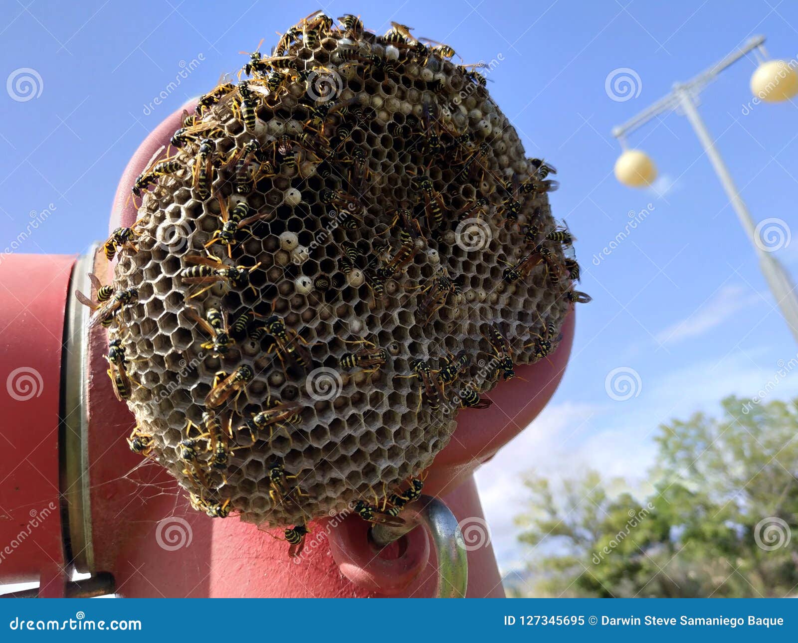 El Panel De La Abeja, Miel, Abejas, Cruz De La Abeja Imagen de archivo ...