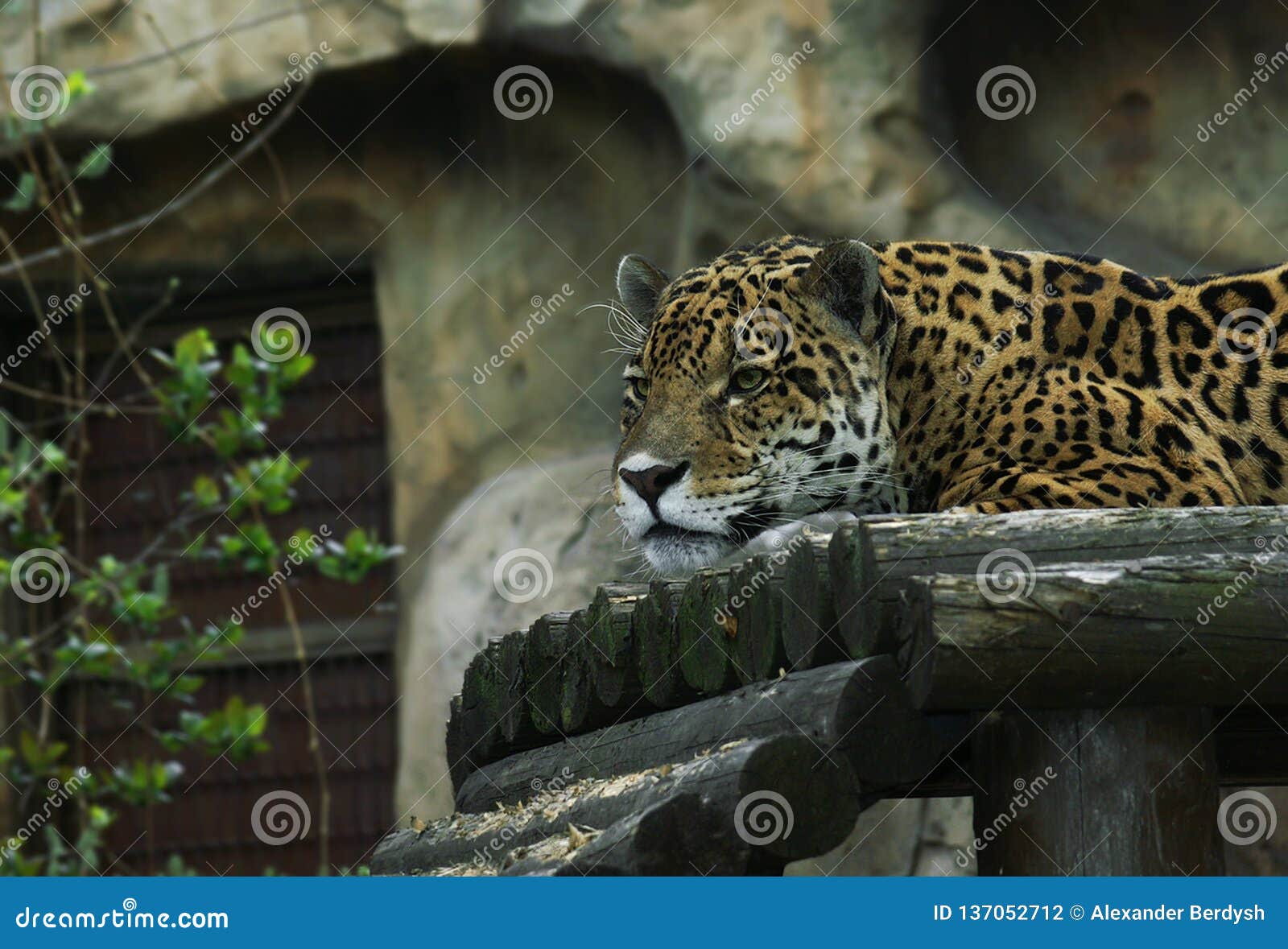 El Pardus Del Panthera Del Leopardo - Panthera Foto de archivo - Imagen ...