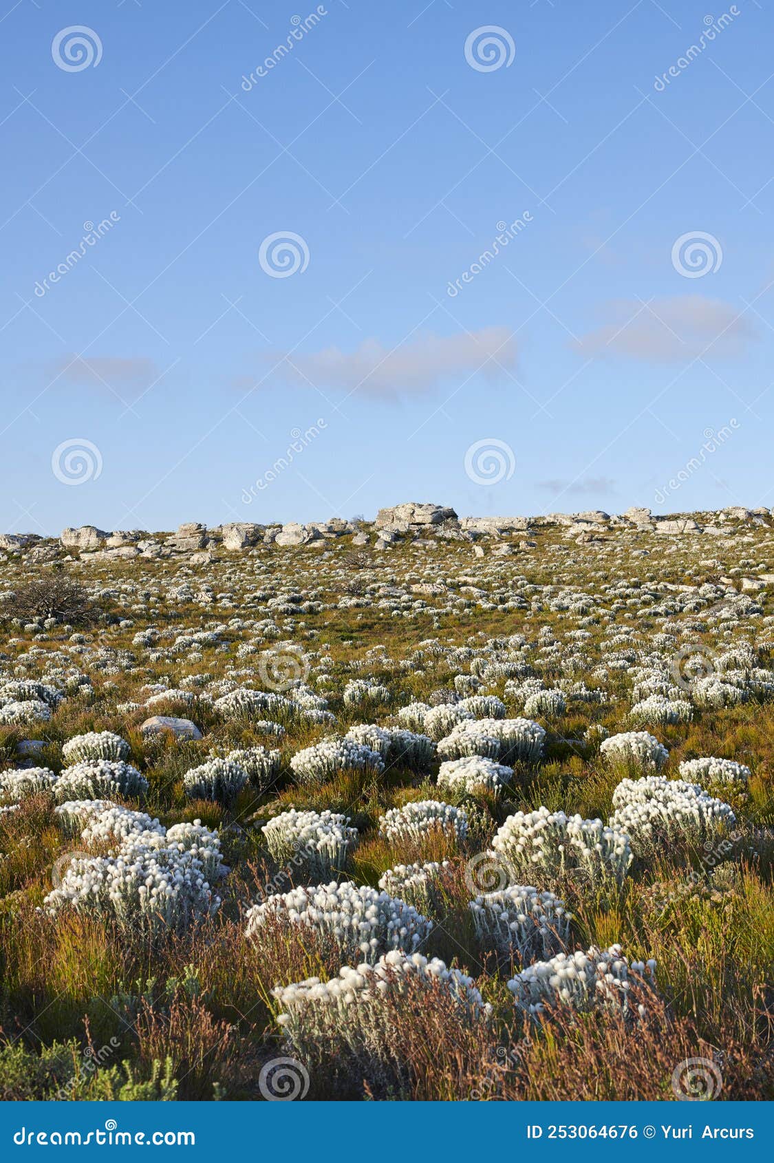 El Parque Nacional Del Cabo Point Foto de archivo - Imagen de ...
