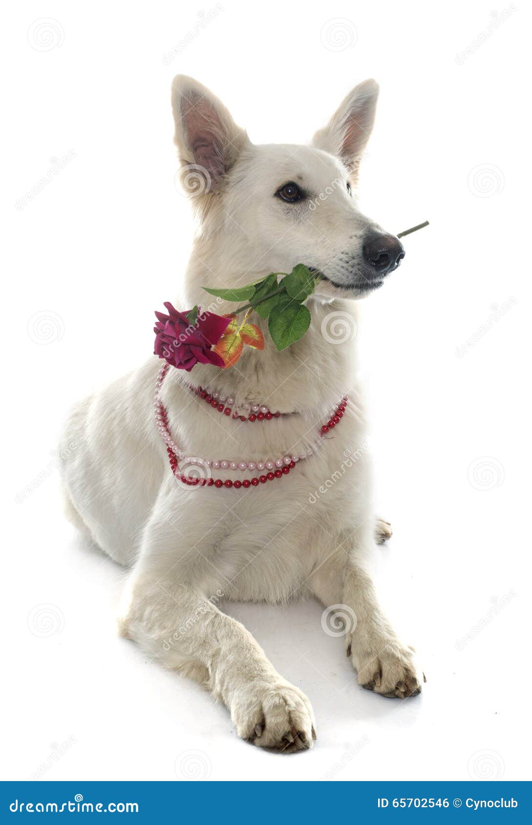 El Pastor Blanco Suizo Y Subió Foto de archivo - Imagen de amor, fondo ...