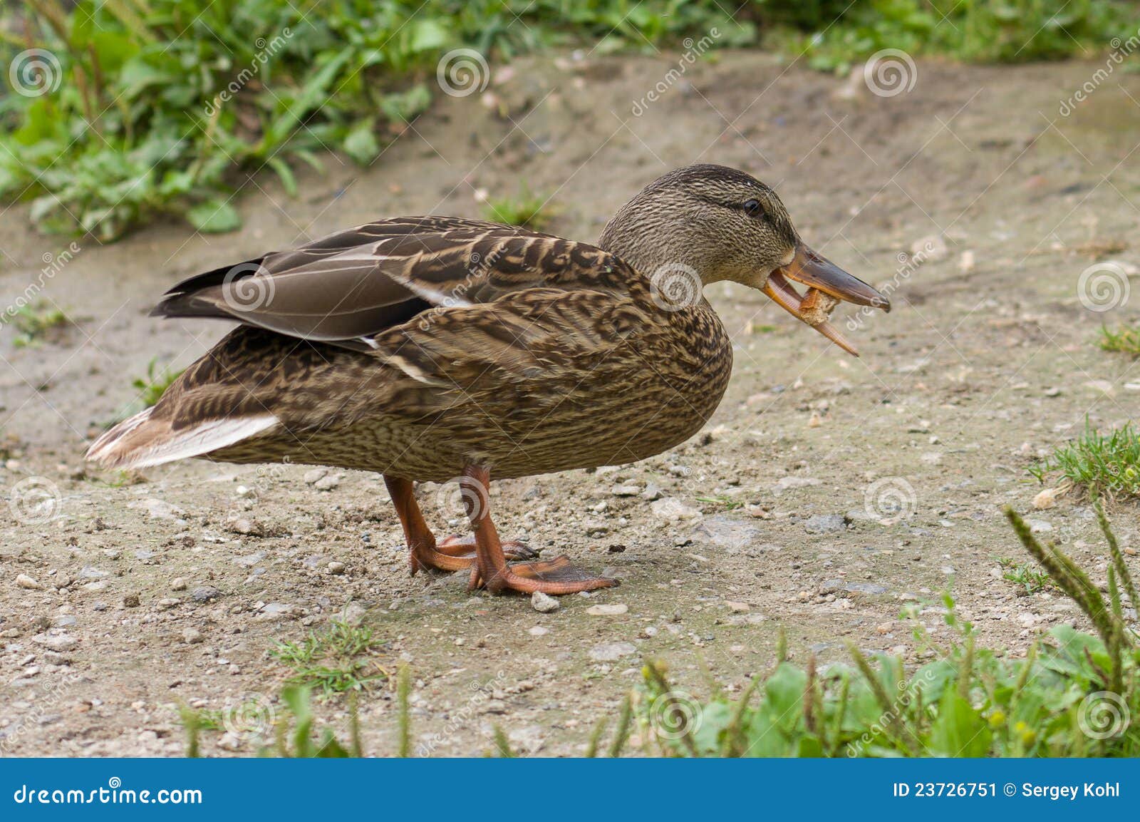 El pato come el pan imagen de archivo. Imagen de animales - 23726751