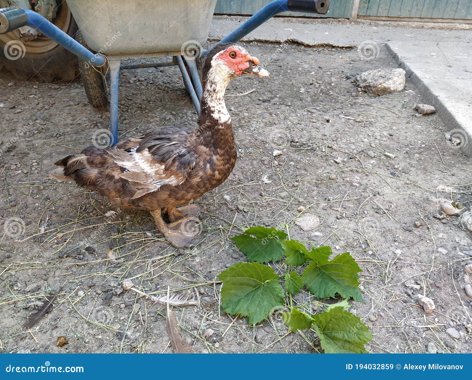 El pato come hojas de uva imagen de archivo. Imagen de negro - 194032859