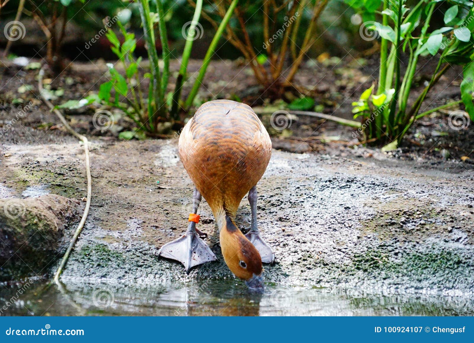 El Pato De La Florida Es Agua Potable Imagen de archivo - Imagen de ...