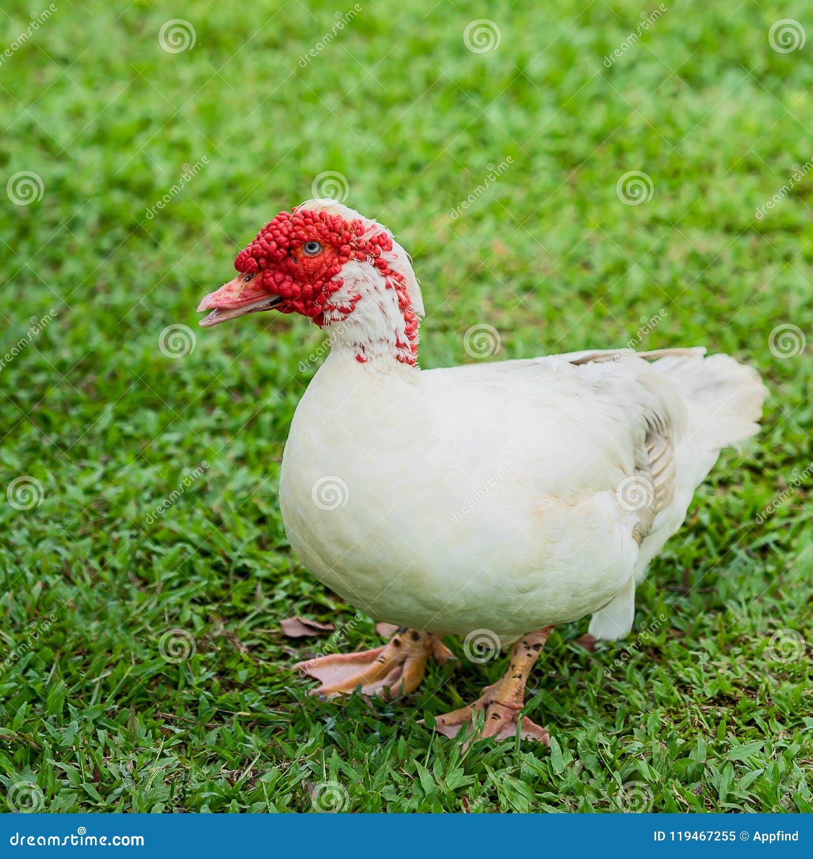 El pato de Muscovy imagen de archivo. Imagen de rural - 119467255