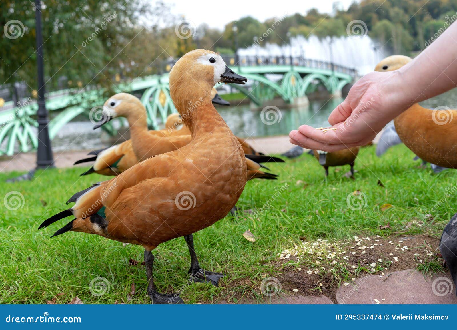 El Pato Rojo O El Pato Ogar Comen Alimentos De Manos Humanas. Foto de ...