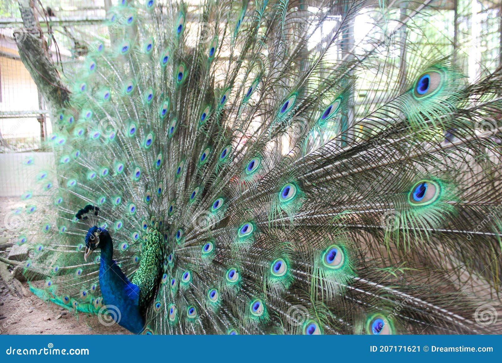 El pavo real azul imagen de archivo. Imagen de peacock - 207171621