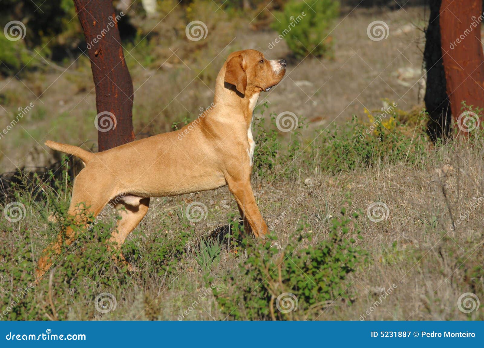 El Perdigueiro portugués imagen de archivo. Imagen de caza - 5231887