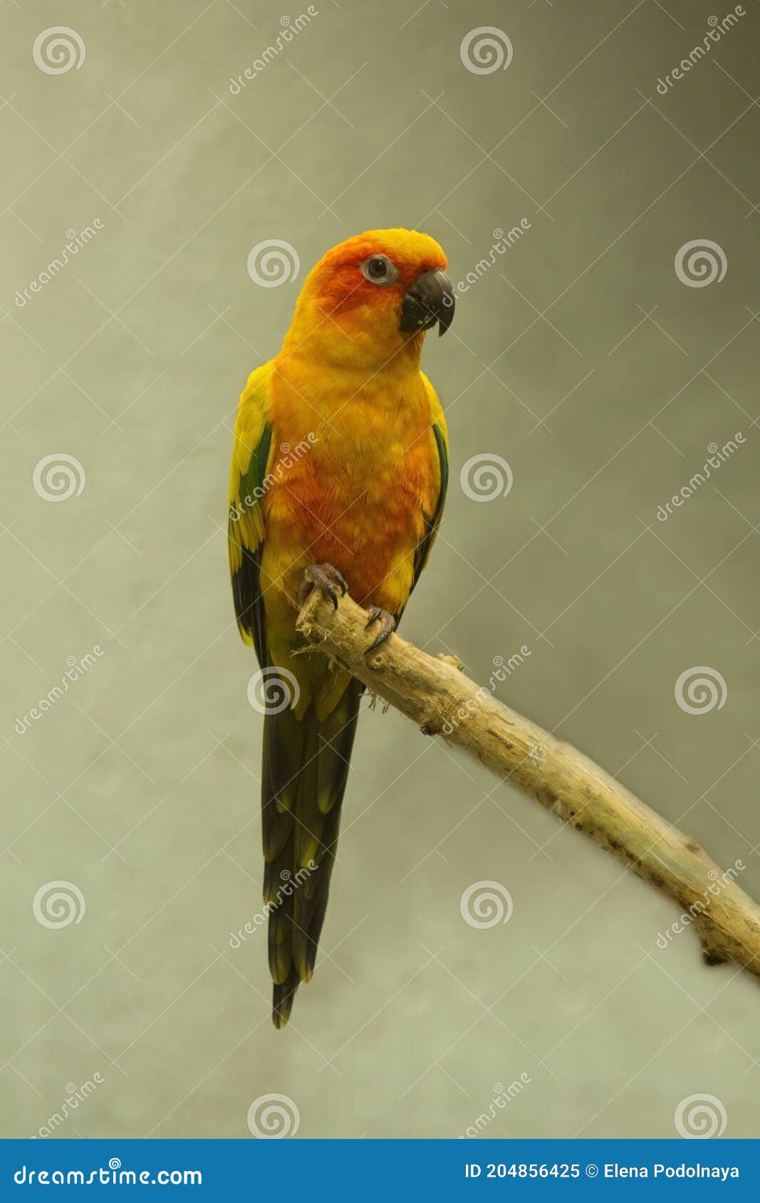 El Perico Aratinga Solstitialis. Imagen de archivo - Imagen de animal ...