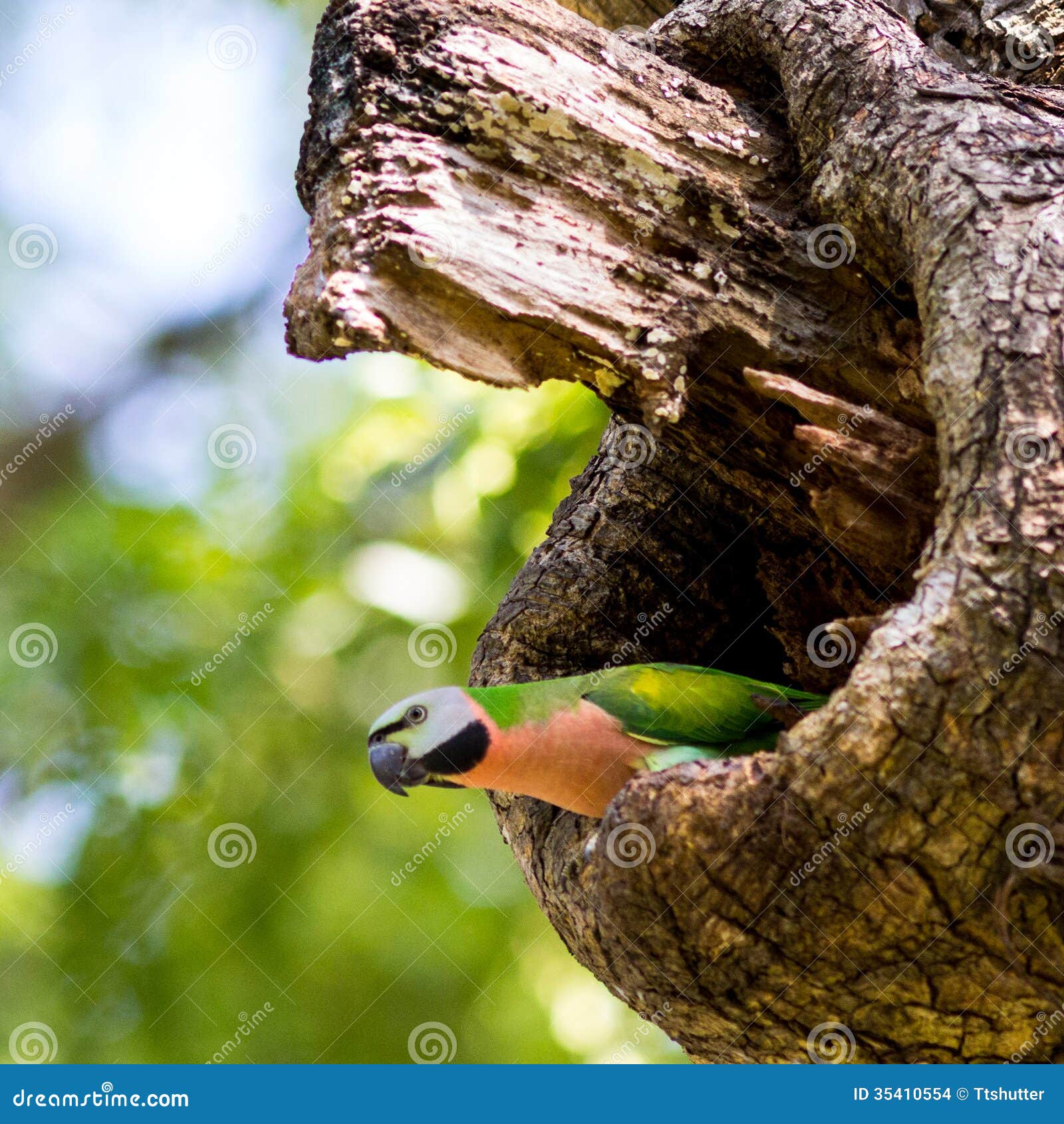 El periquito. foto de archivo. Imagen de habitat, fauna - 35410554