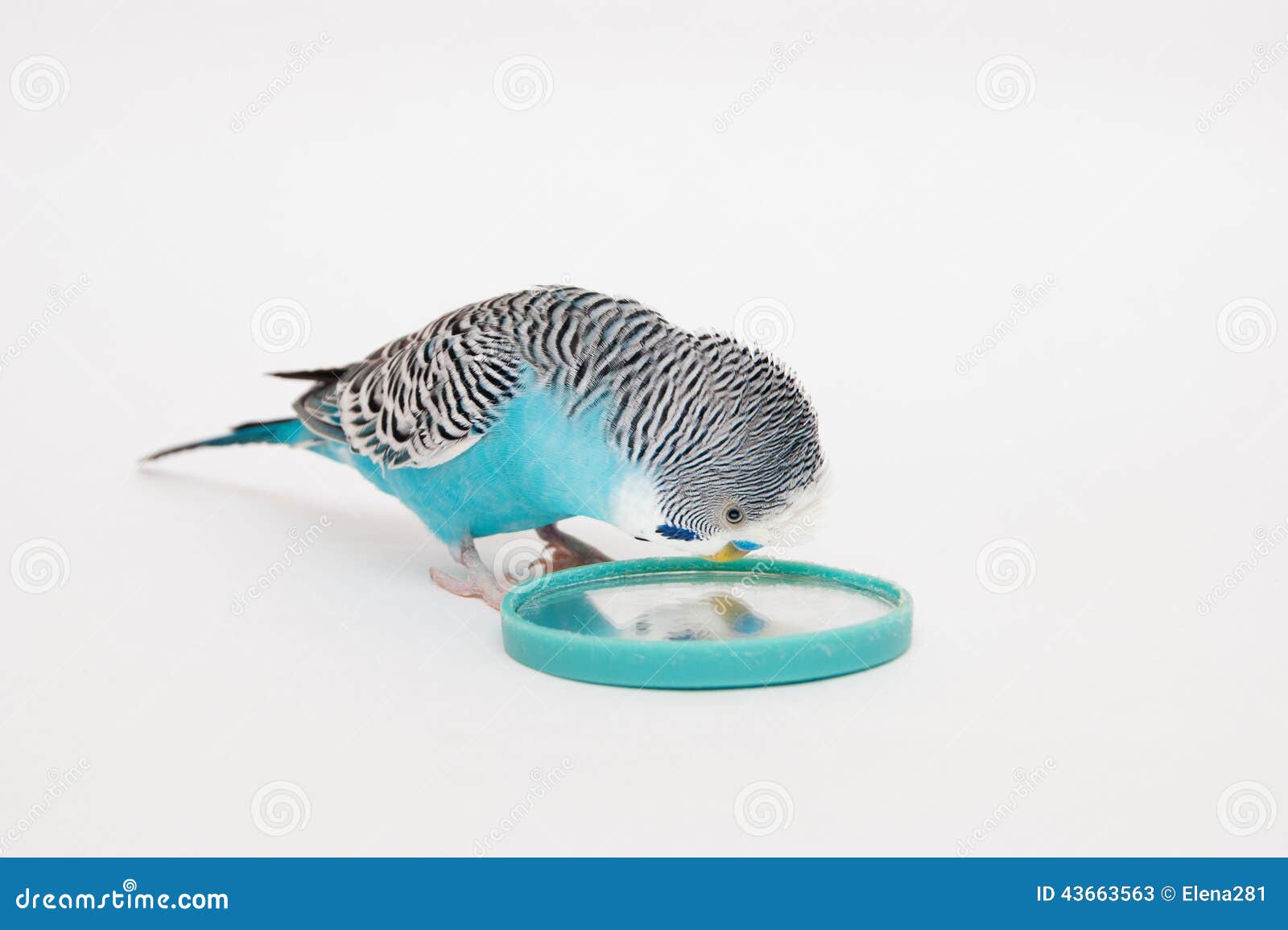 El Periquito Azul Mira En Espejo Imagen de archivo - Imagen de hermoso ...