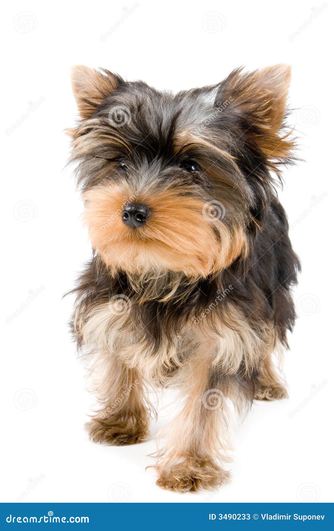 El perrito imagen de archivo. Imagen de purebred, lindo - 3490233