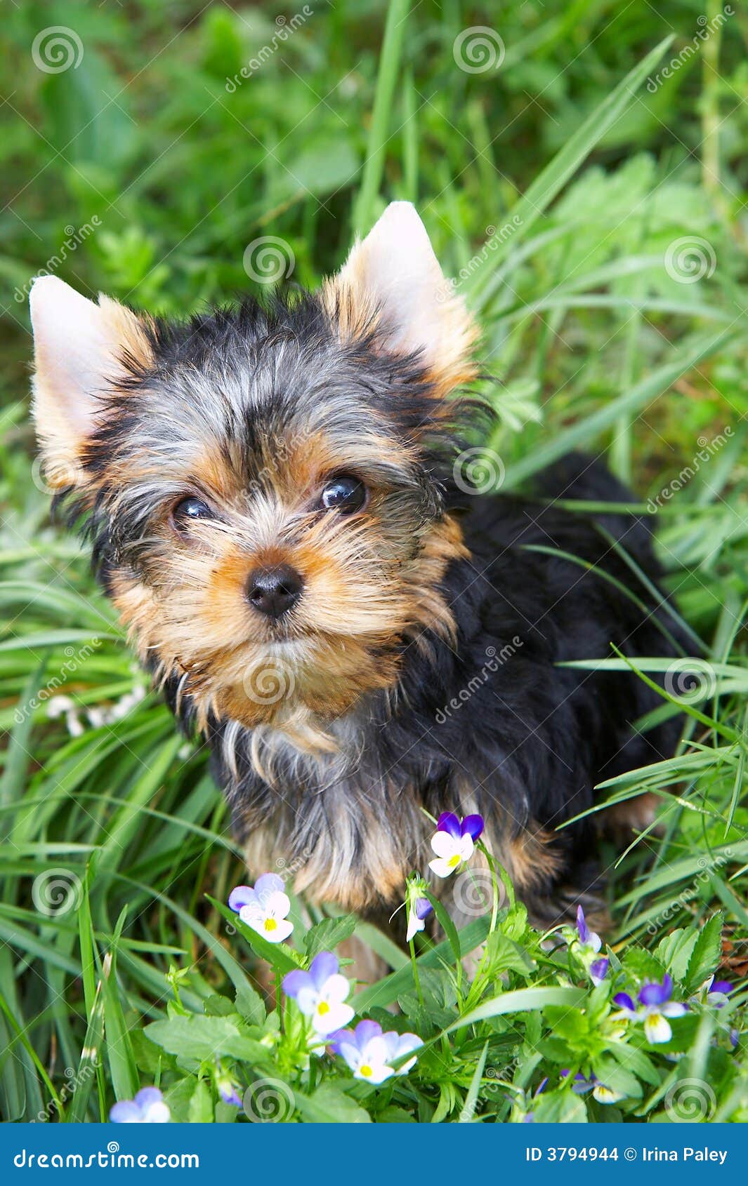 El Perrito Del Terrier De Yorkshire Foto de archivo - Imagen de ...