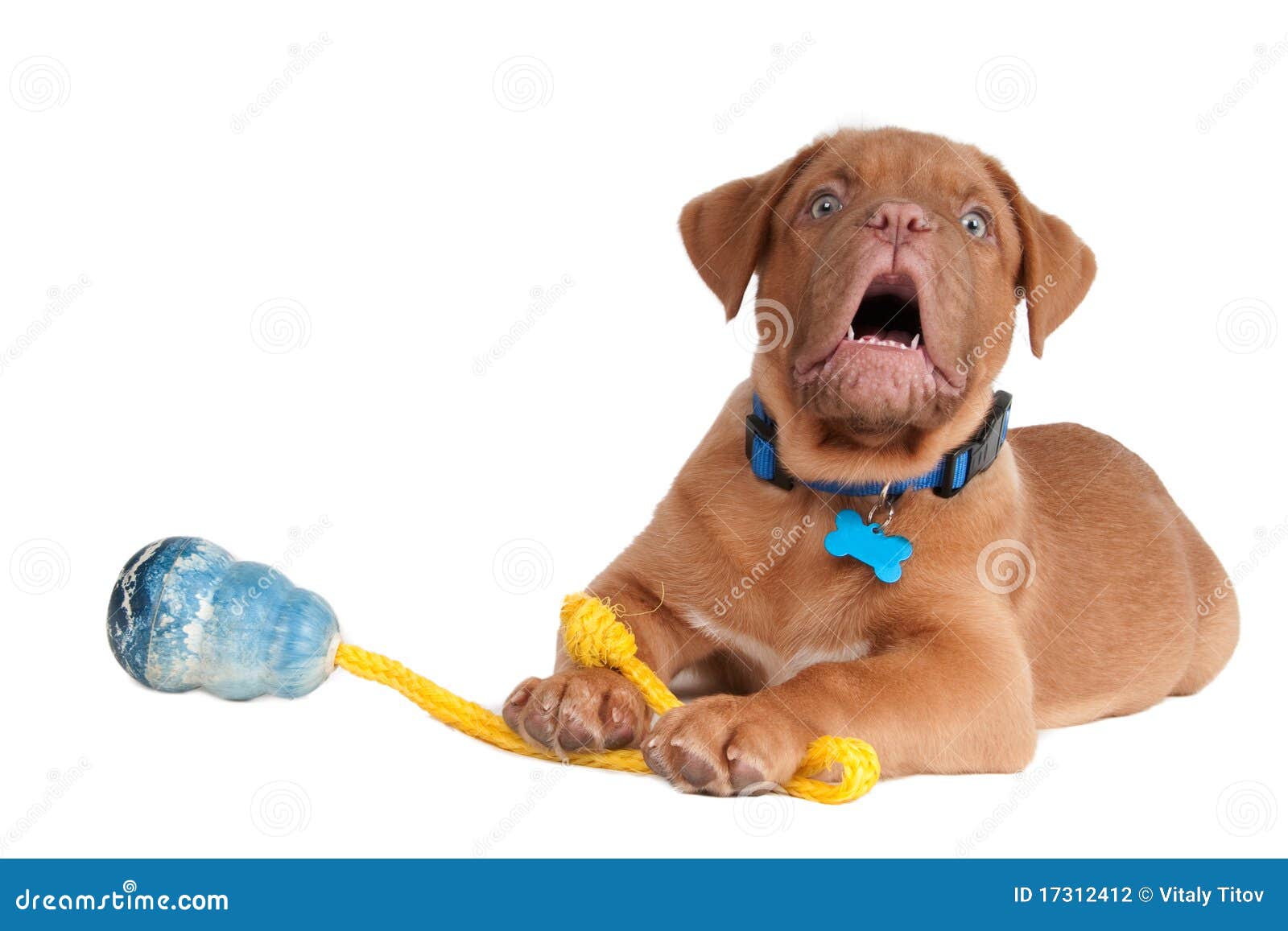 El perrito está jugando foto de archivo. Imagen de adorable - 17312412