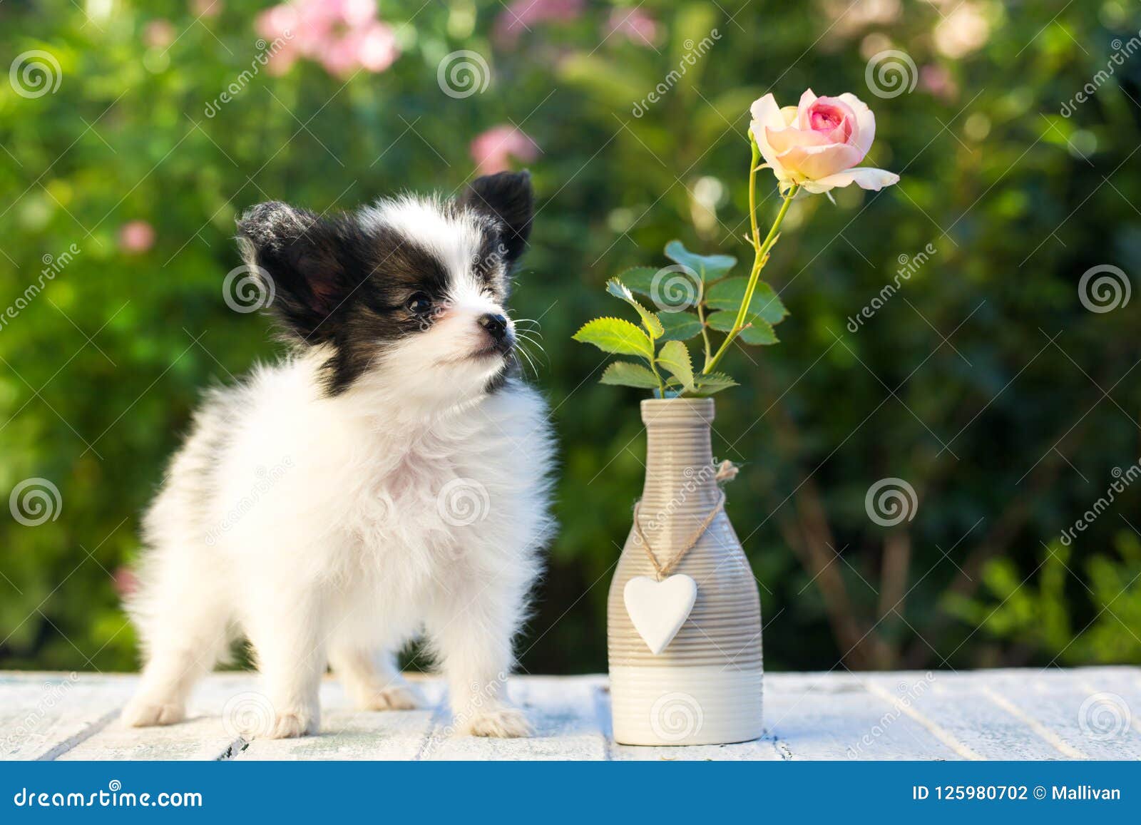 El perrito huele una rosa foto de archivo. Imagen de hermoso - 125980702