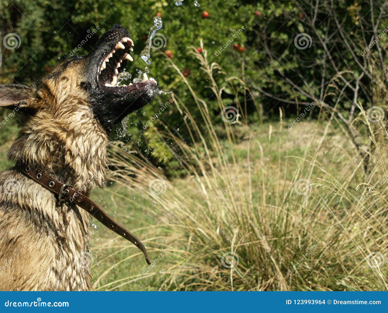 El Perro Agradable Tiene Sed a Mucho Foto de archivo - Imagen de ...
