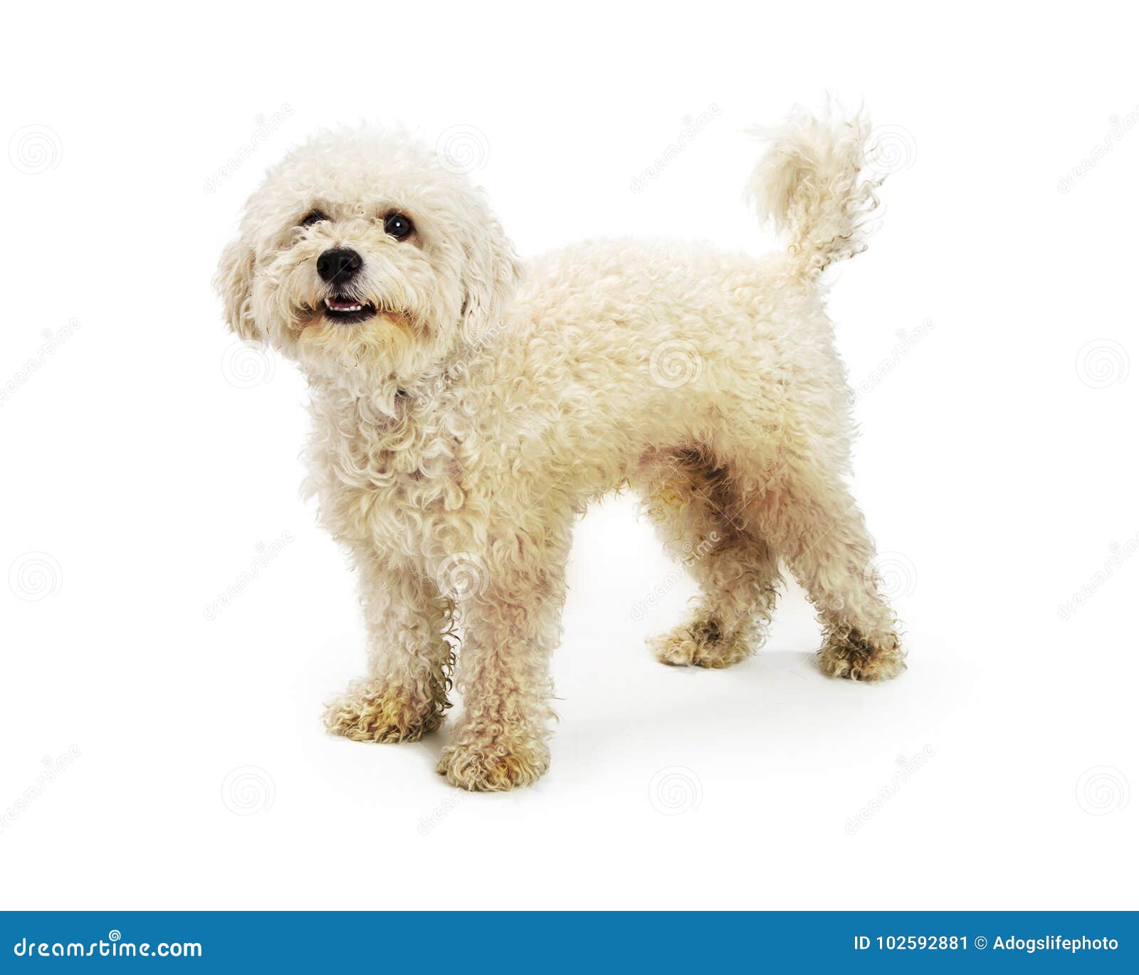 El Perro Blanco Sucio Necesita Preparar Imagen de archivo - Imagen de ...