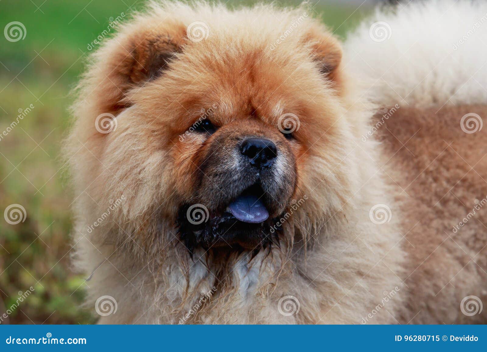 El Perro Chino De Perro Chino De La Raza Del Perro Imagen de archivo ...