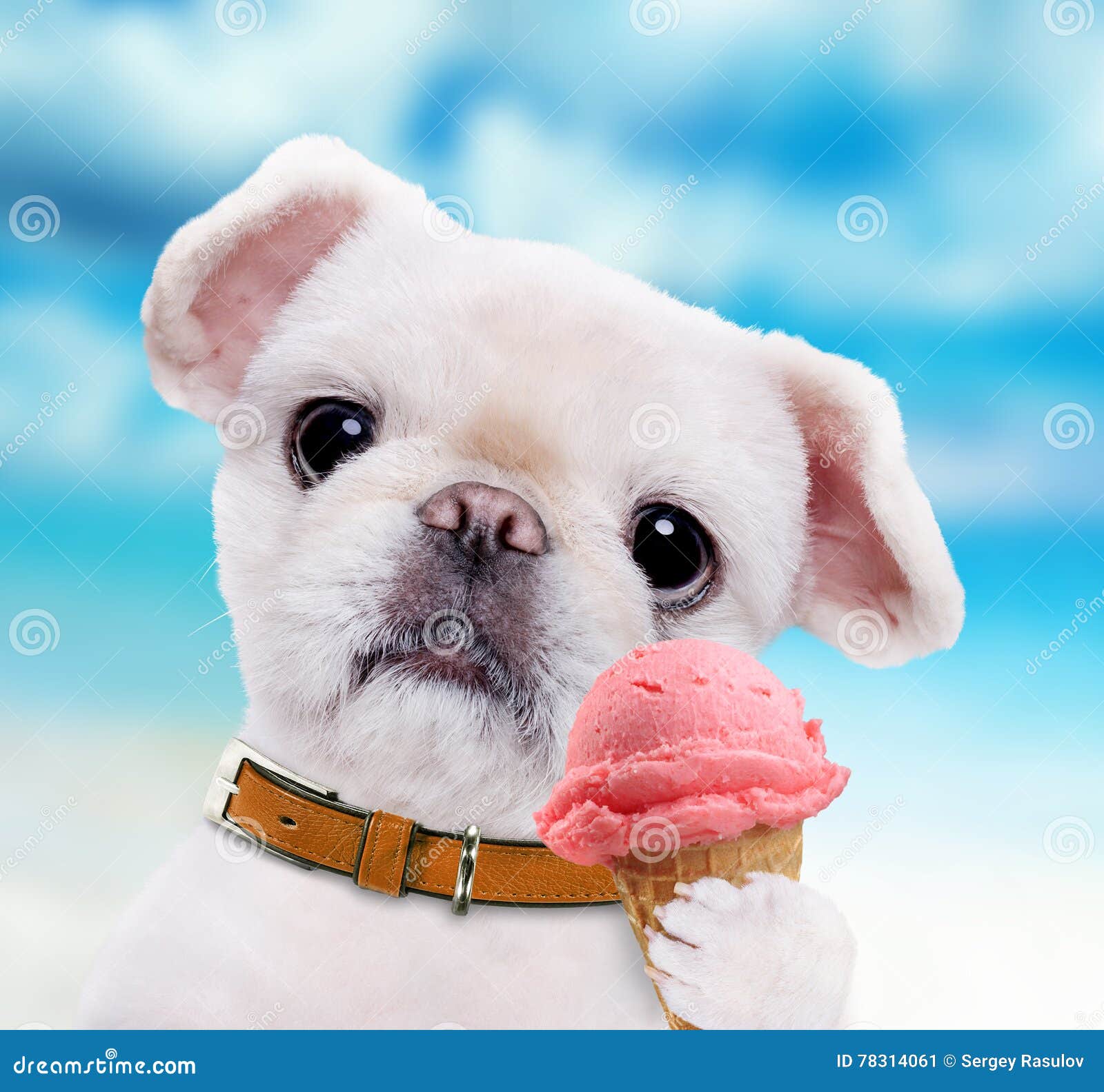 El perro come el helado imagen de archivo. Imagen de resto - 78314061