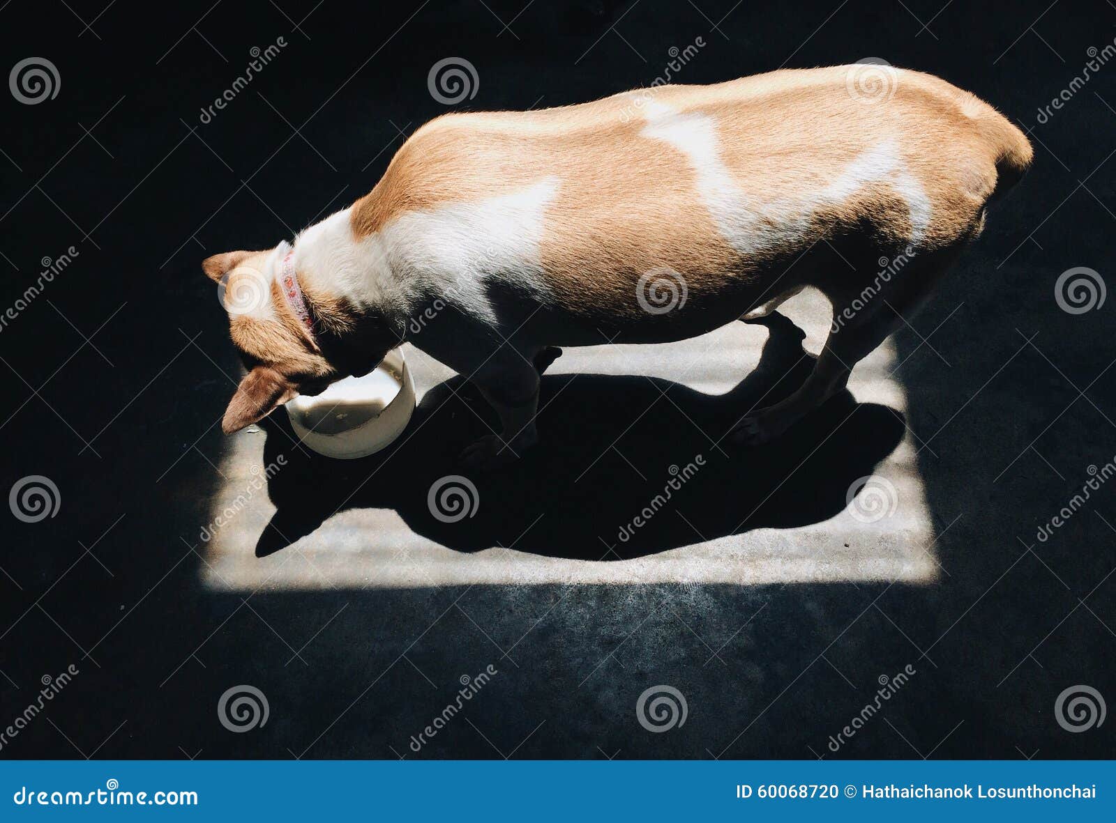 El perro come la comida foto de archivo. Imagen de sunlight - 60068720