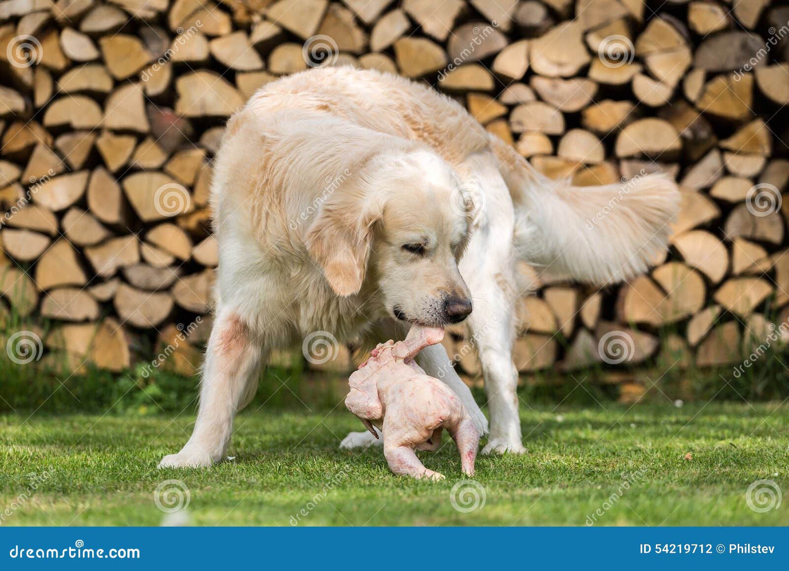 El perro come un pollo foto de archivo. Imagen de coma - 54219712