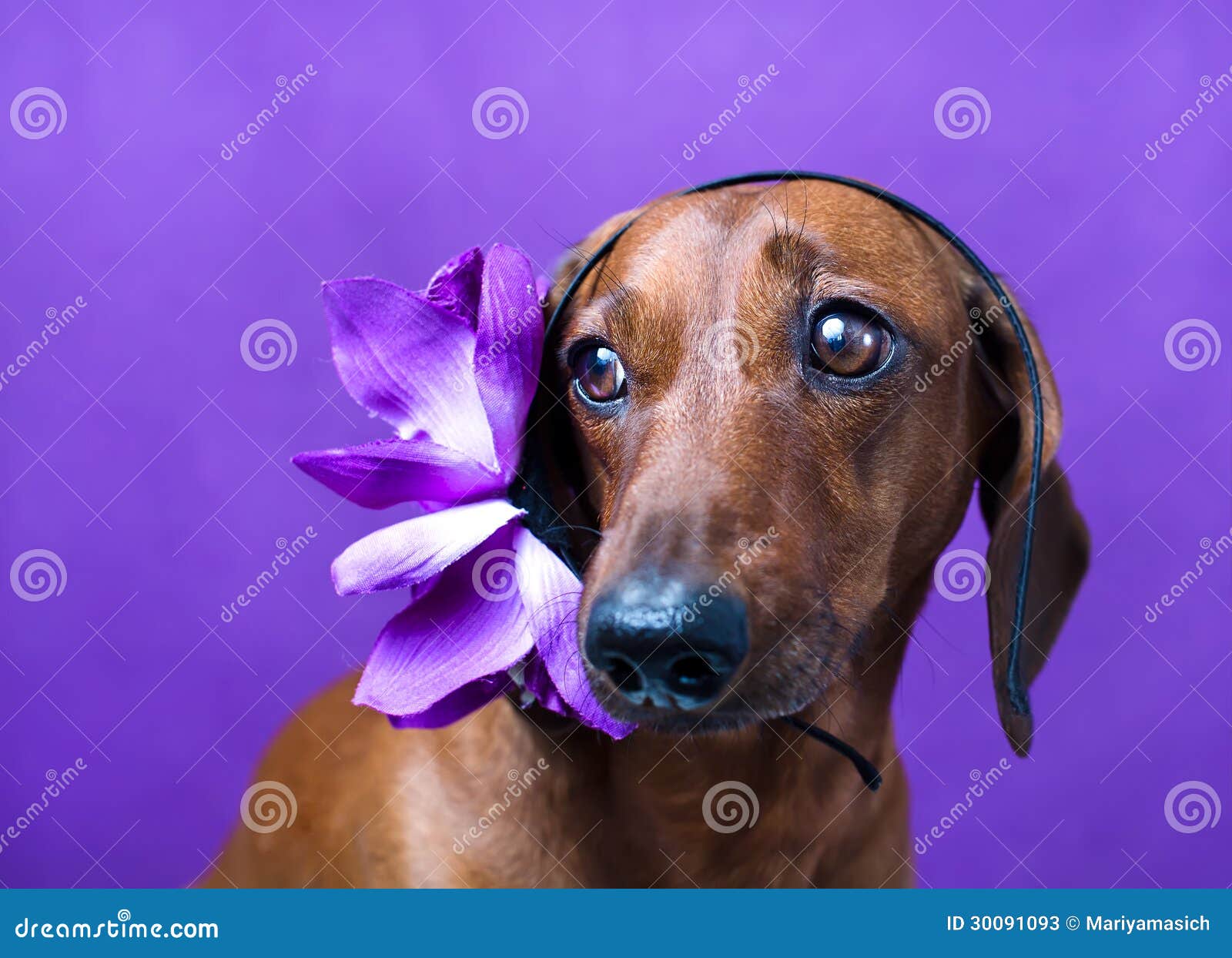 El perro con la flor imagen de archivo. Imagen de invierno - 30091093