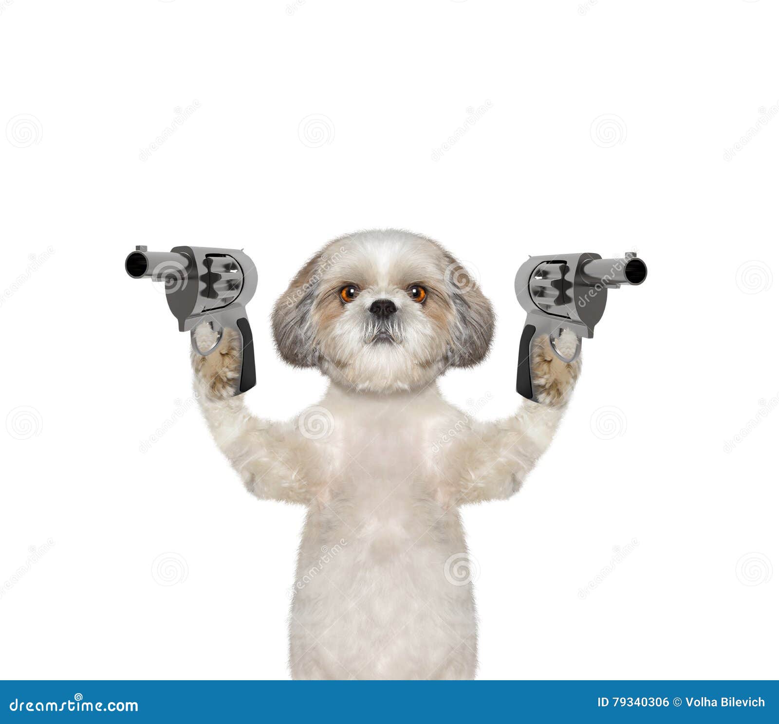 El Perro Con Los Armas Es Asesino Foto de archivo - Imagen de fondo ...