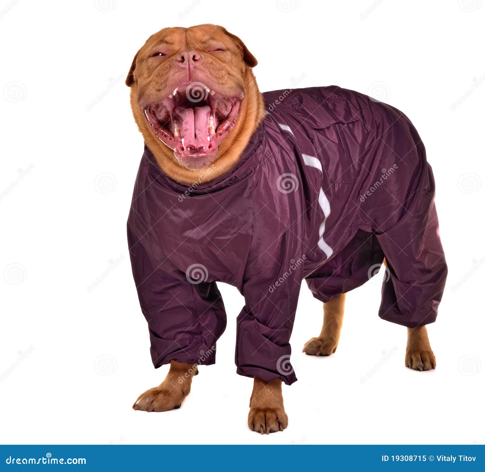 El Perro De Bostezo Sonriente Se Vistió Con El Impermeable Imagen de ...
