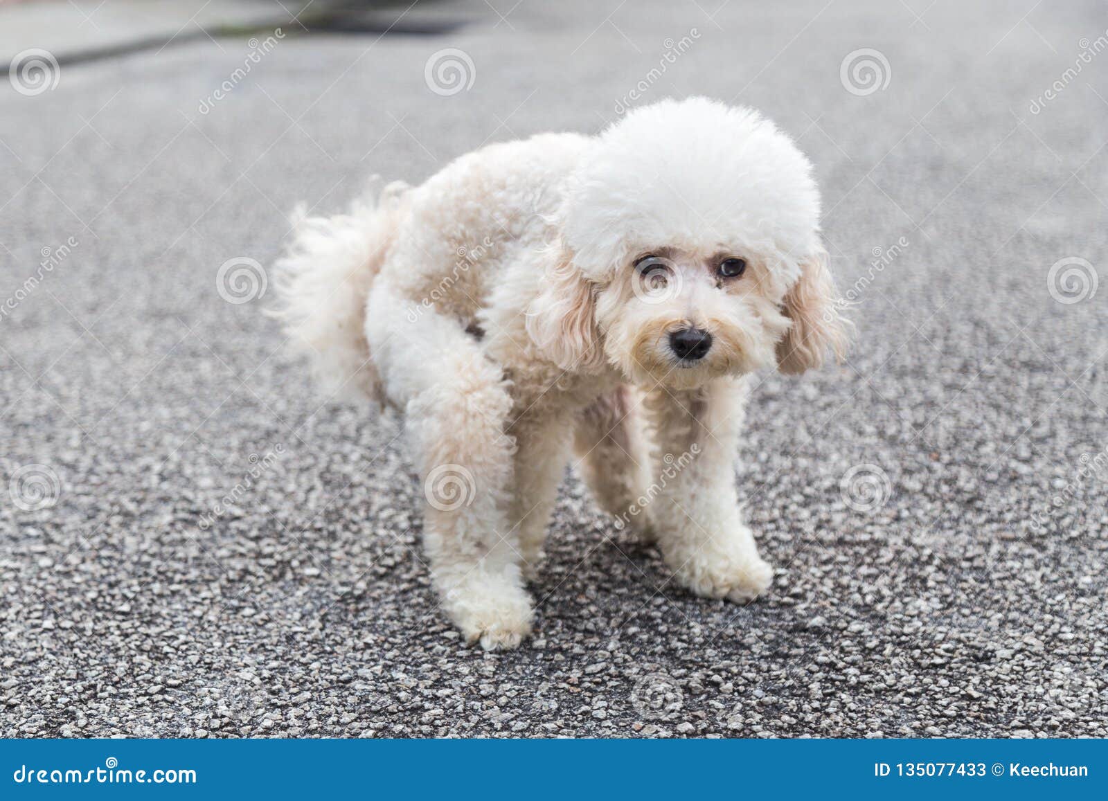 El Perro De Caniche Pooping Defeca En El Centro De La Calle Imagen de ...
