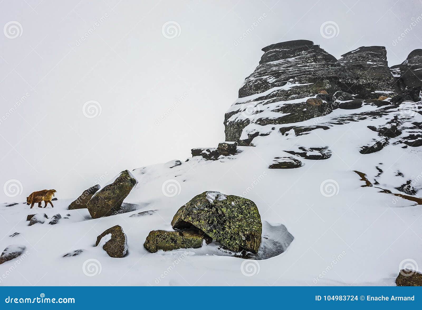 El perro de la esfinge foto de archivo. Imagen de azul - 104983724