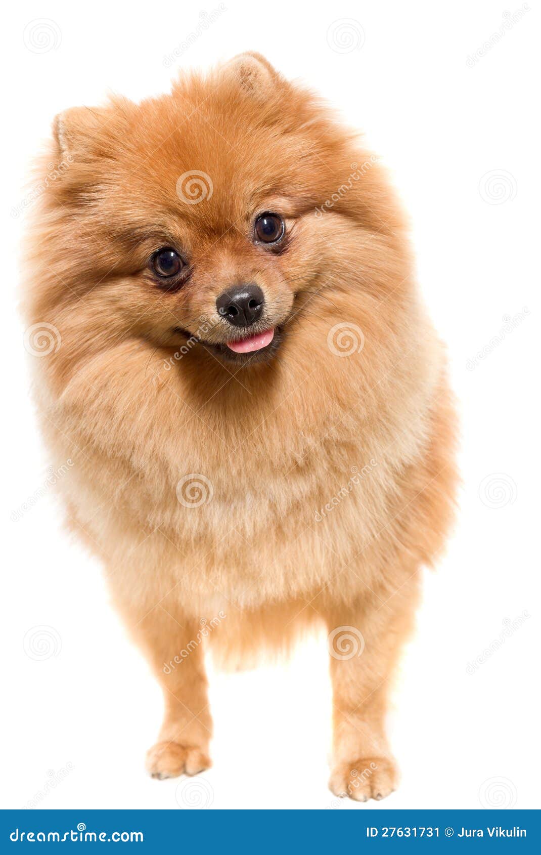 El Perro De Pomerania-perro Curioso Imagen de archivo - Imagen de ...