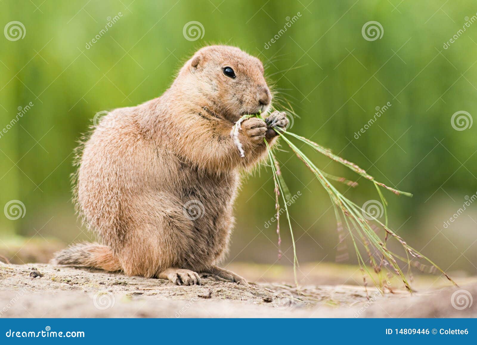El Perro De Pradera Lindo Está Comiendo La Hierba Foto de archivo ...