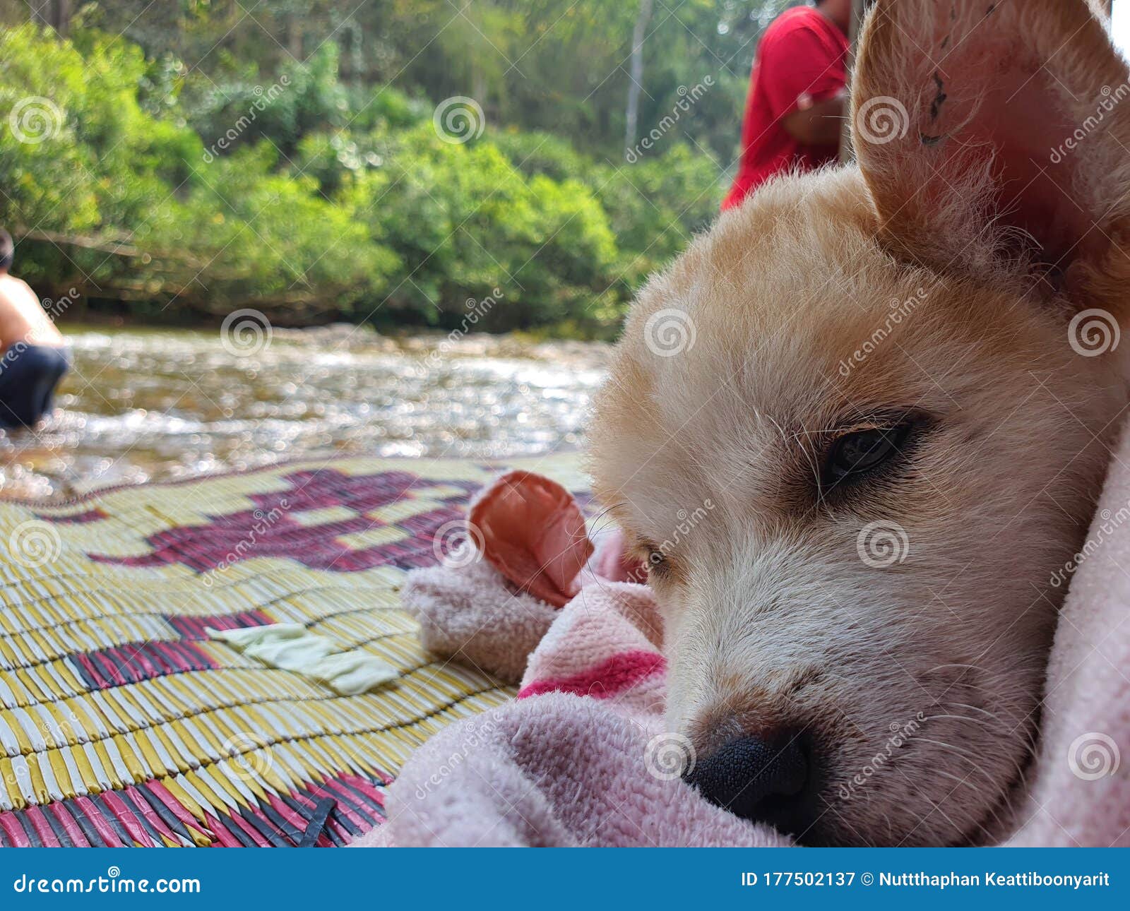 El perro dormido imagen de archivo. Imagen de lindo - 177502137