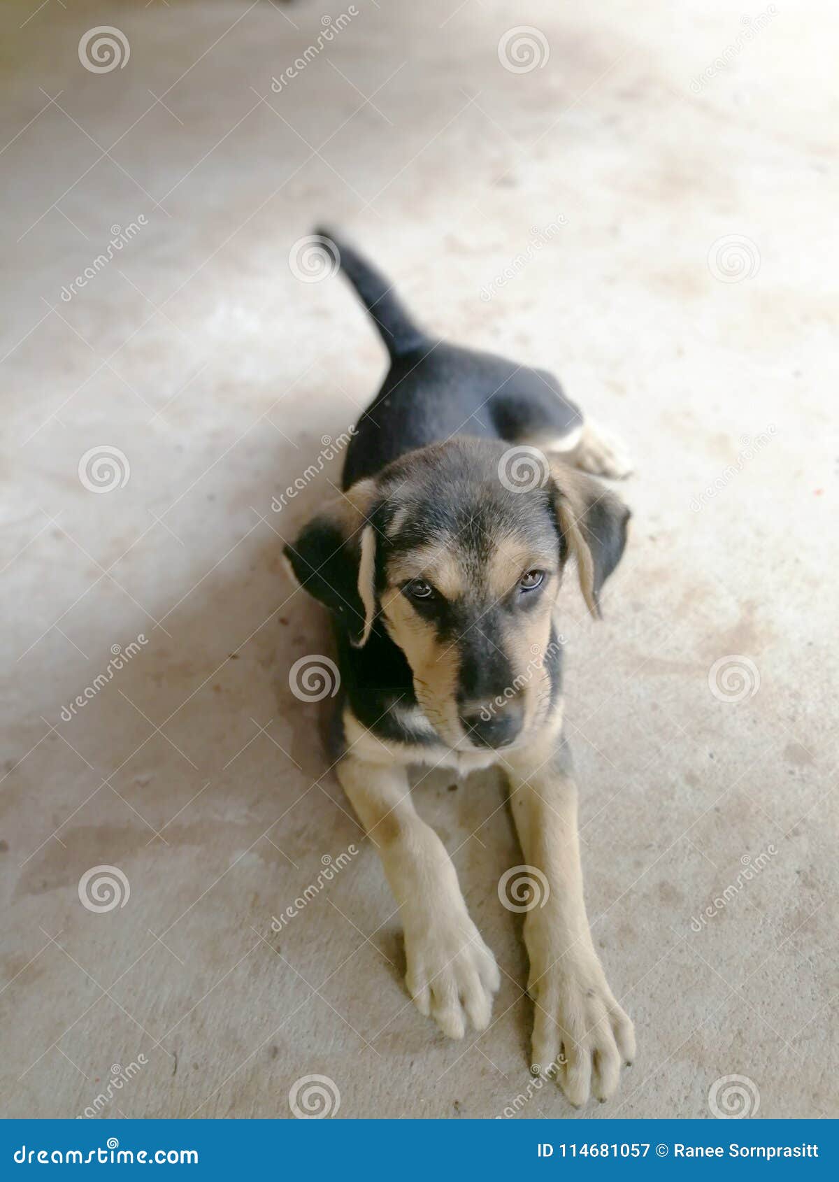 El Perro En El Piso Del Cemento Imagen de archivo - Imagen de cemento ...