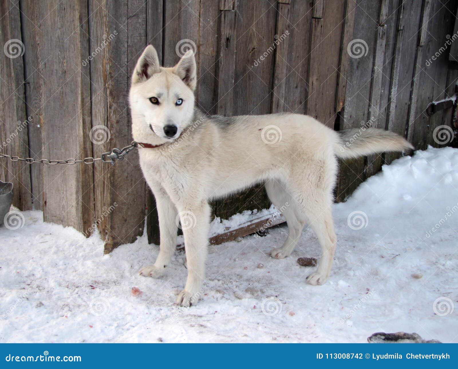 El Perro Esquimal Siberiano Foto de archivo - Imagen de exterior ...