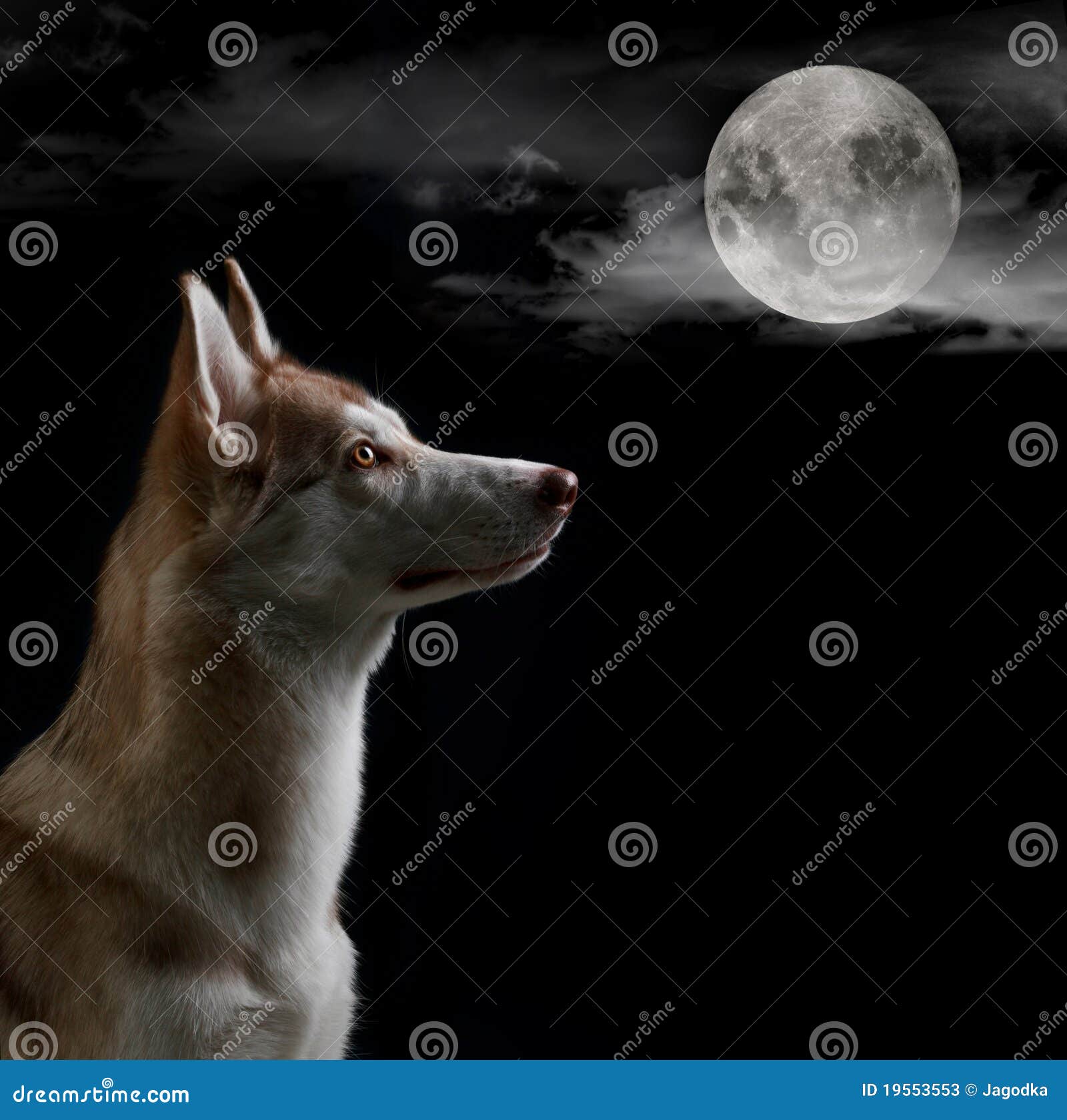 El Perro Está Mirando En La Luna Llena Imagen de archivo - Imagen de ...