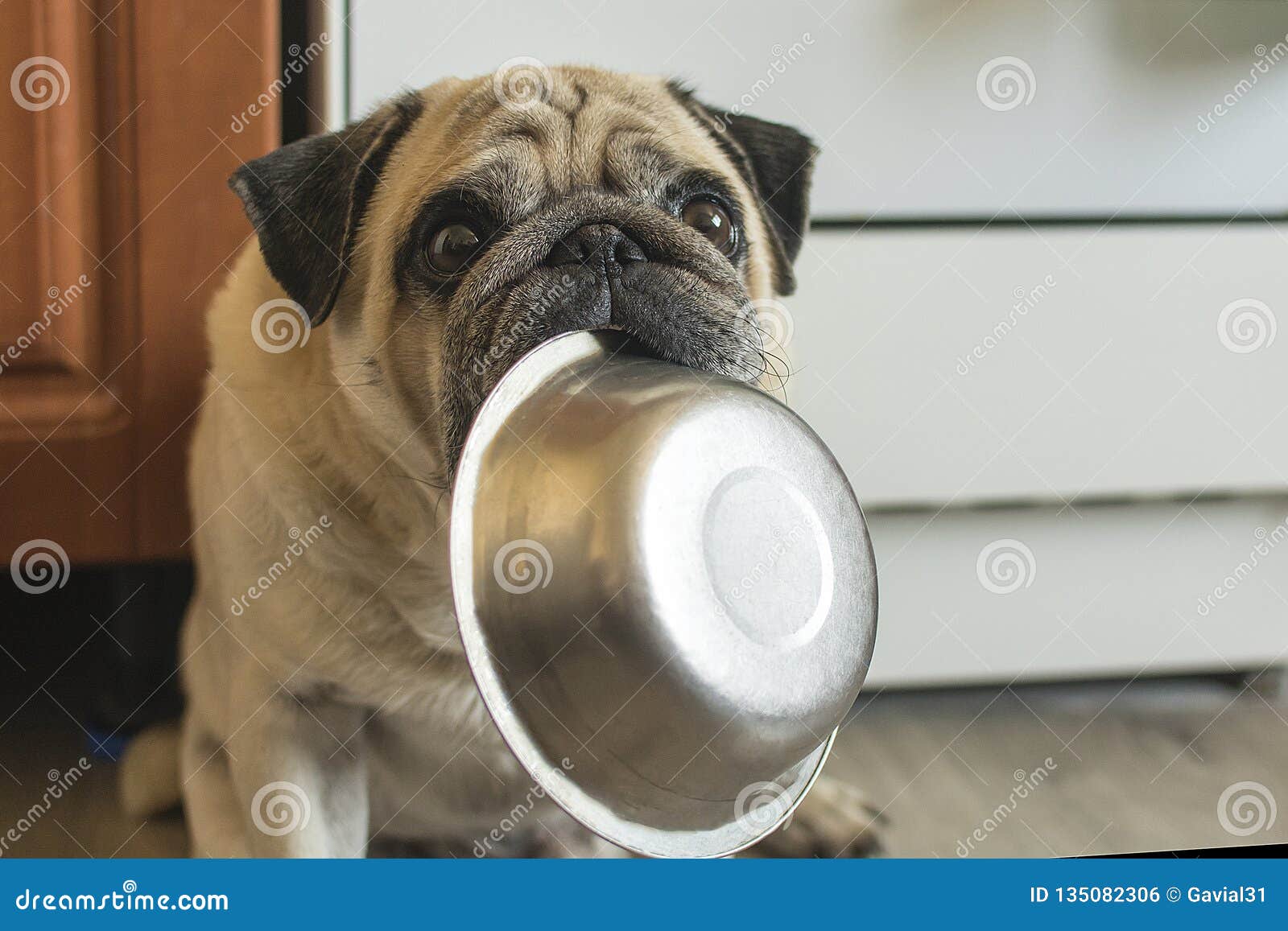 El perro hambriento foto de archivo. Imagen de ojos - 135082306