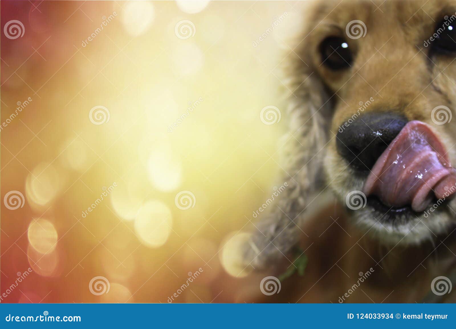 El Perro Hambriento Quiere Comer Foto de archivo - Imagen de lenguaje ...