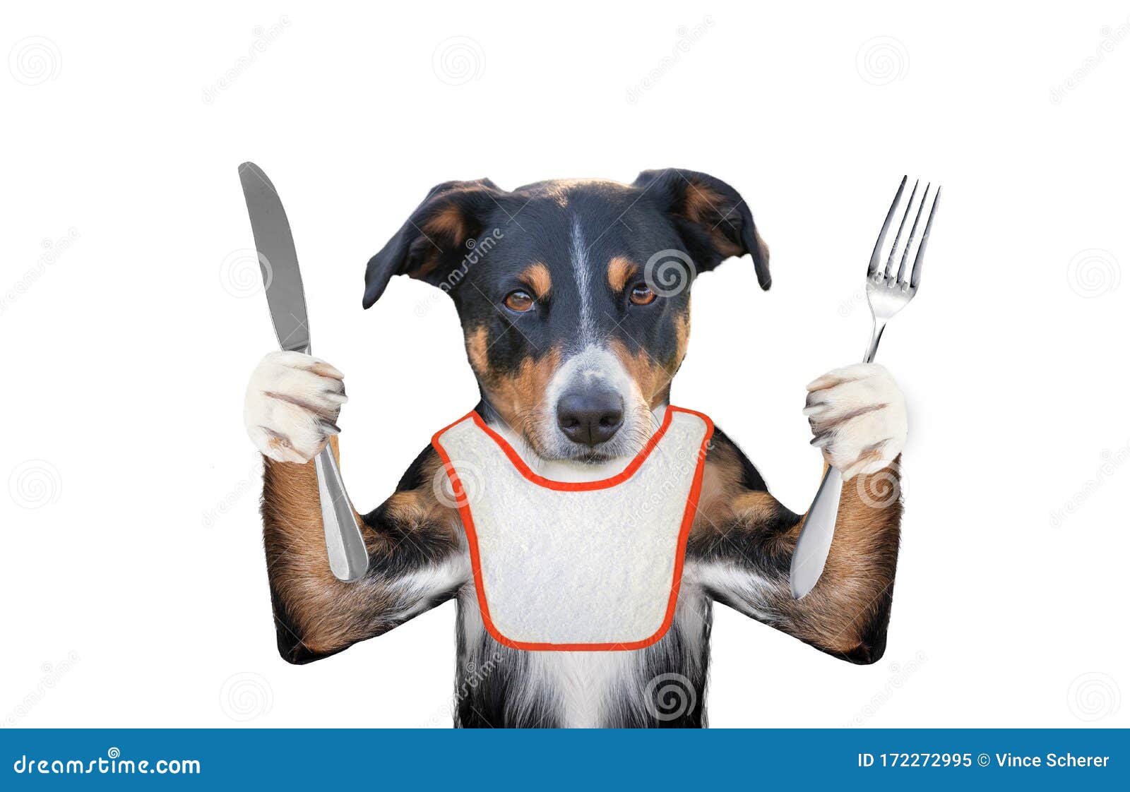 El Perro Hambriento Quiere Comer Y Sostener Un Cuchillo Y Un Tenedor ...