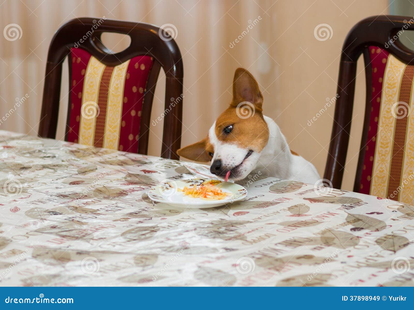 El Perro Hambriento Roba La Comida Imagen de archivo - Imagen de placer ...