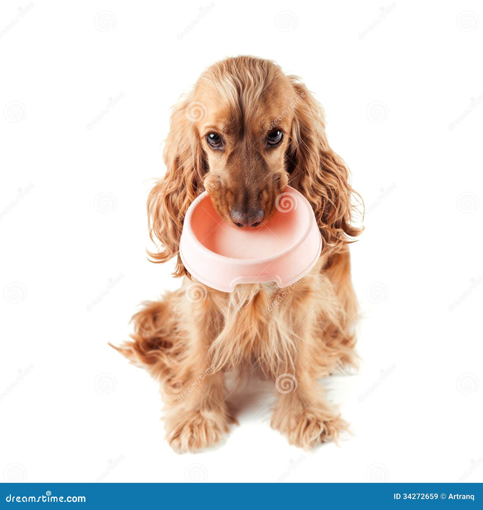 El perro lindo pide comer imagen de archivo. Imagen de boca - 34272659