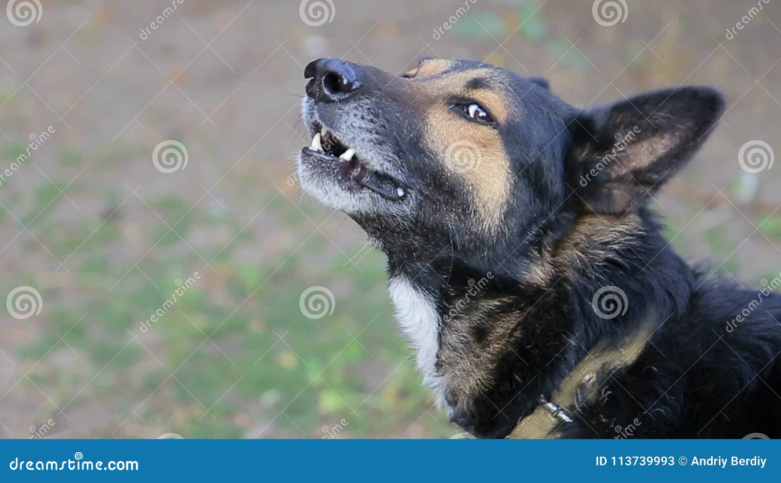 El Perro Malvado, El Perro Parece Agresivo Almacen De Video - Vídeo de ...