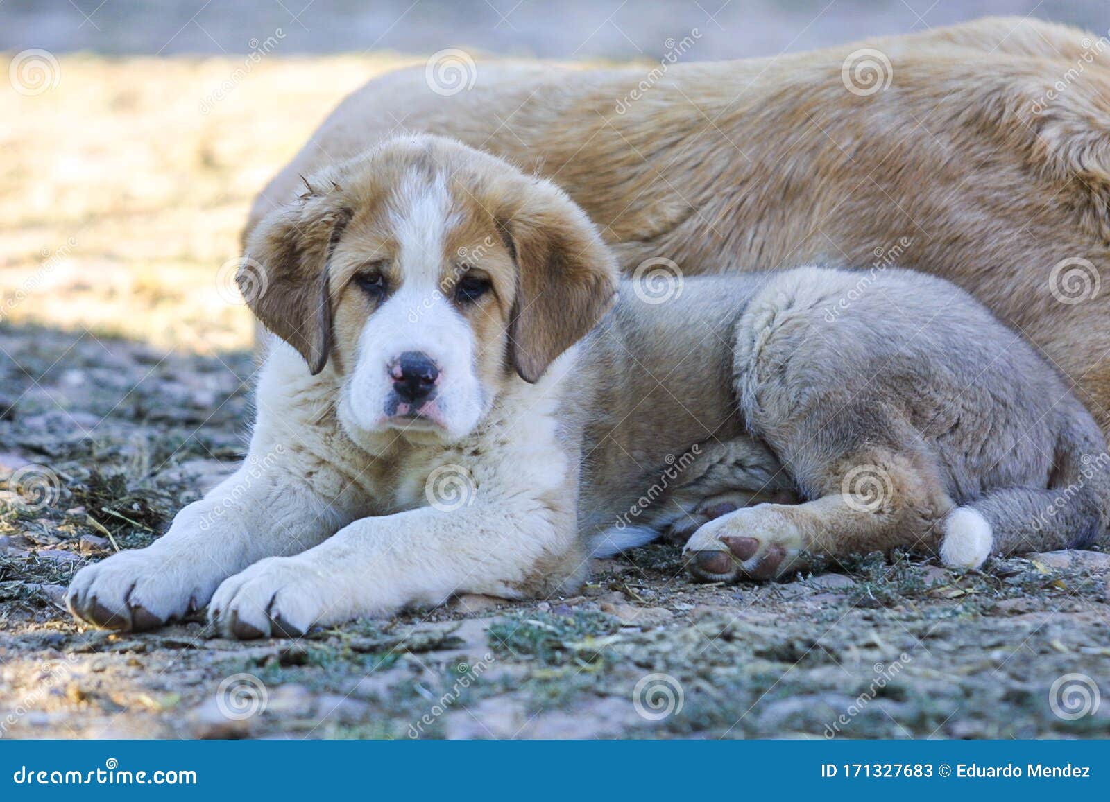 El Perro Mastiff Y Su Cachorro Imagen de archivo - Imagen de perro ...