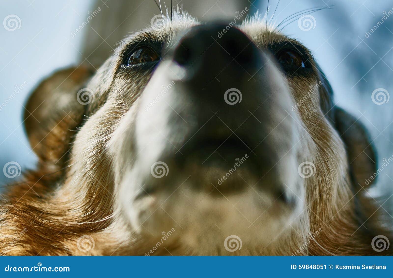 El Perro Nacional Es Un Chucho Imagen de archivo - Imagen de perros ...