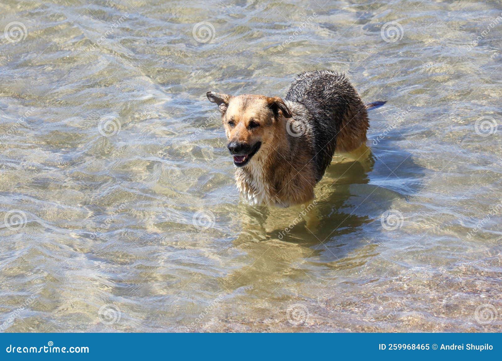El perro nada en el mar. imagen de archivo. Imagen de sheepdog - 259968465