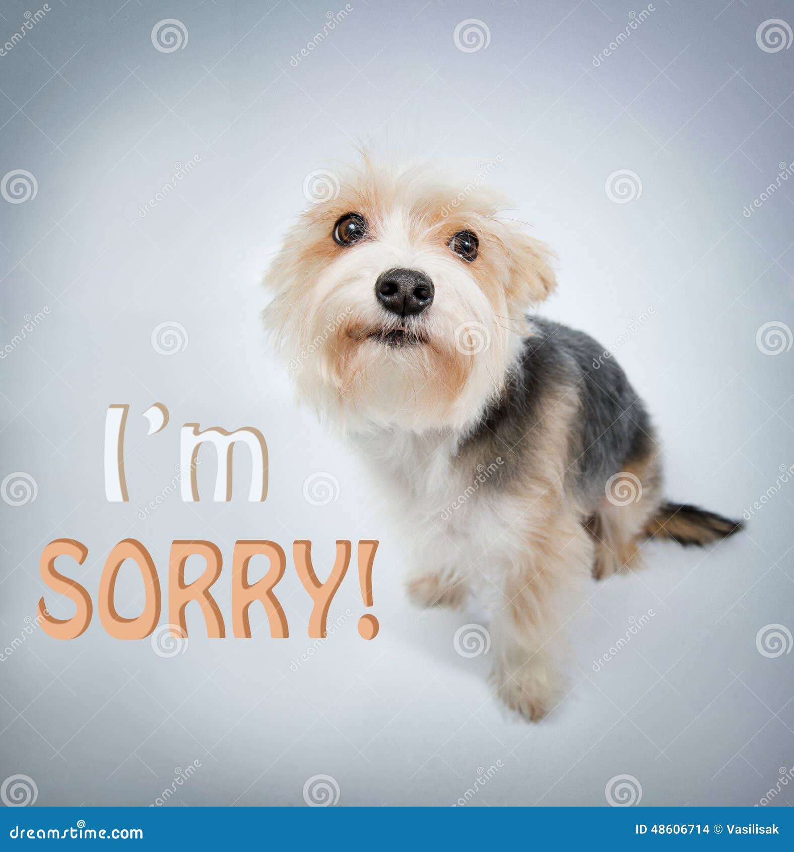 El Perro Precioso Pide Perdón Foto de archivo - Imagen de emociones ...