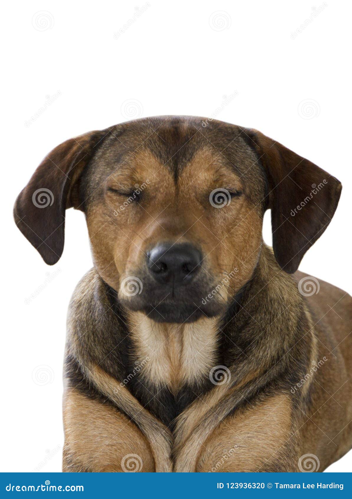 El Perro Que Medita, Zen Del Perro, Medita Foto de archivo - Imagen de ...