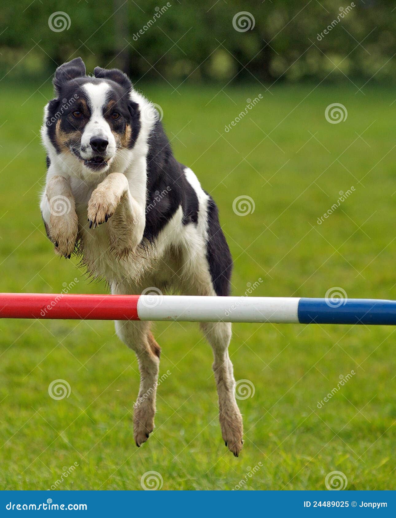 El perro salta imagen de archivo. Imagen de fastest, nata - 24489025