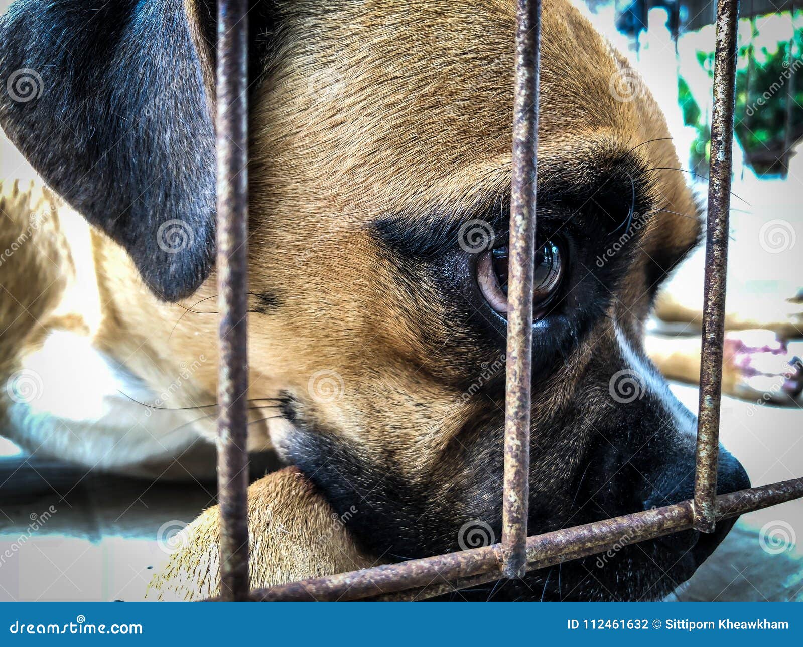 El Perro Se Atrapa En Una Jaula Foto de archivo - Imagen de perezoso ...