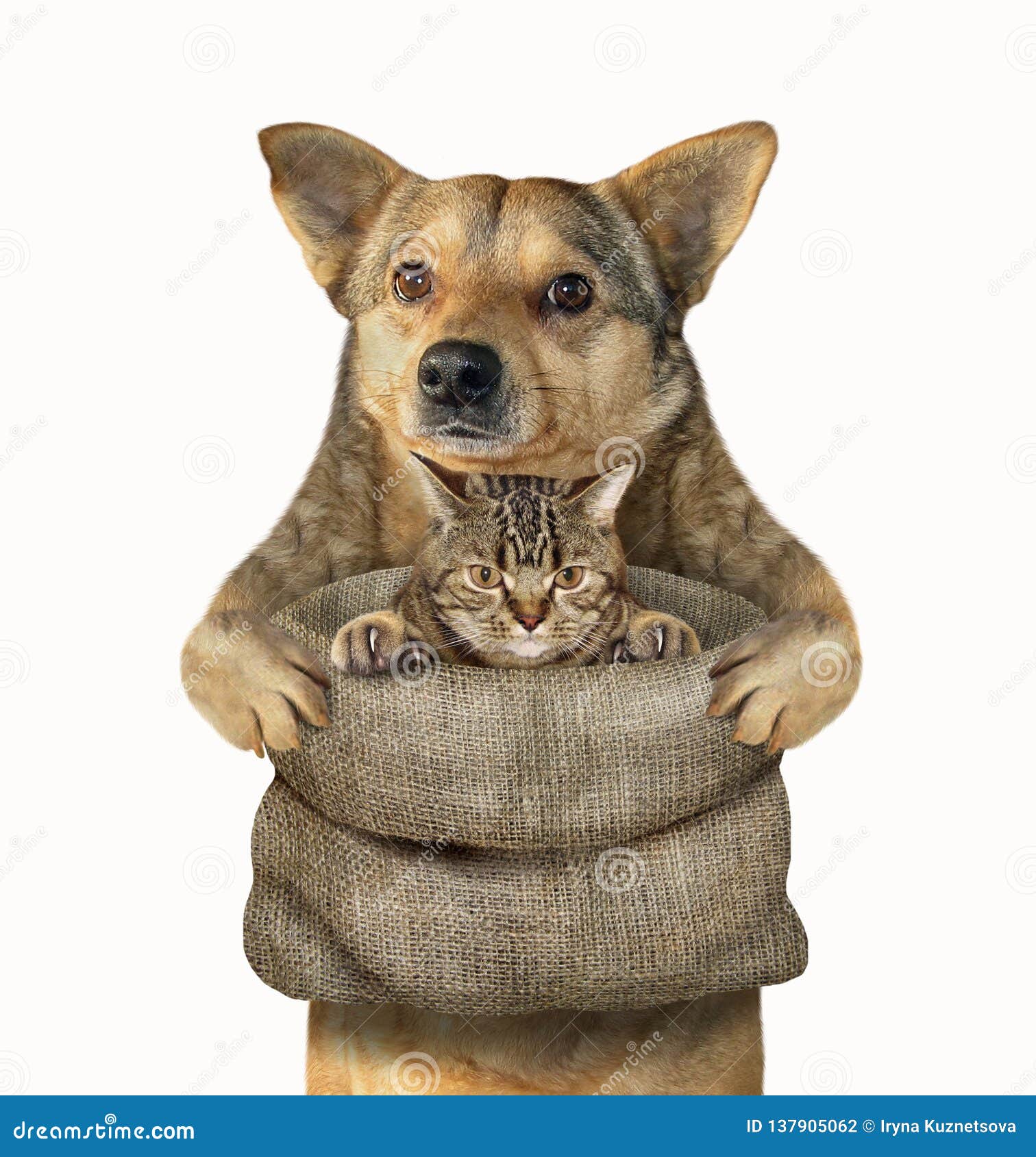 El Perro Sostiene Un Saco Con Un Gato Foto de archivo - Imagen de ...