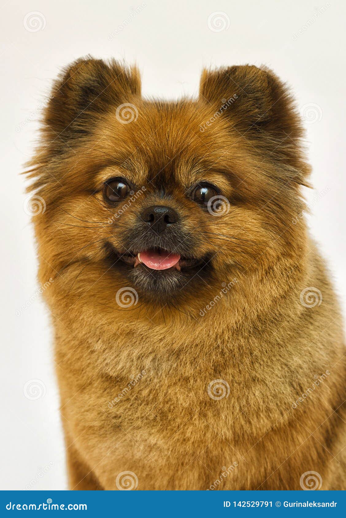 El perro Spitz mira imagen de archivo. Imagen de frondoso - 142529791